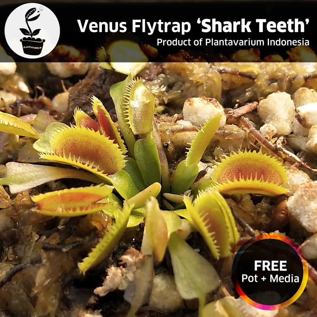 Jual Tanaman Karnivora Venus Flytrap VFT Shark Teeth | Shopee Indonesia
