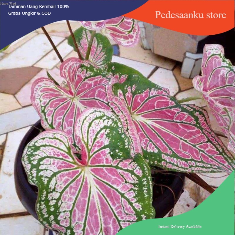 Jual keladi wayang caladium wayang batik | Shopee Indonesia