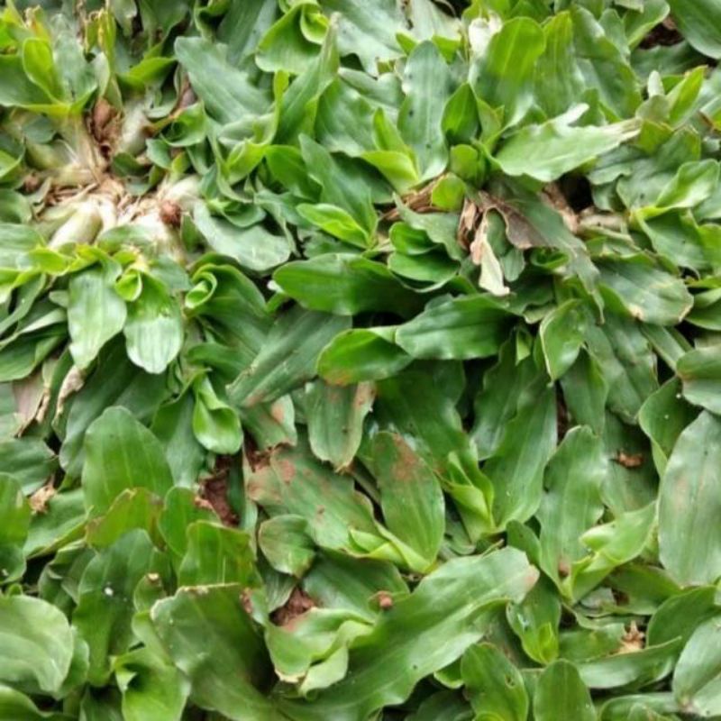 Jual Jual Rumput Gajah Mini Super 1Meter/Rumput gajahmini hijau 1m ...