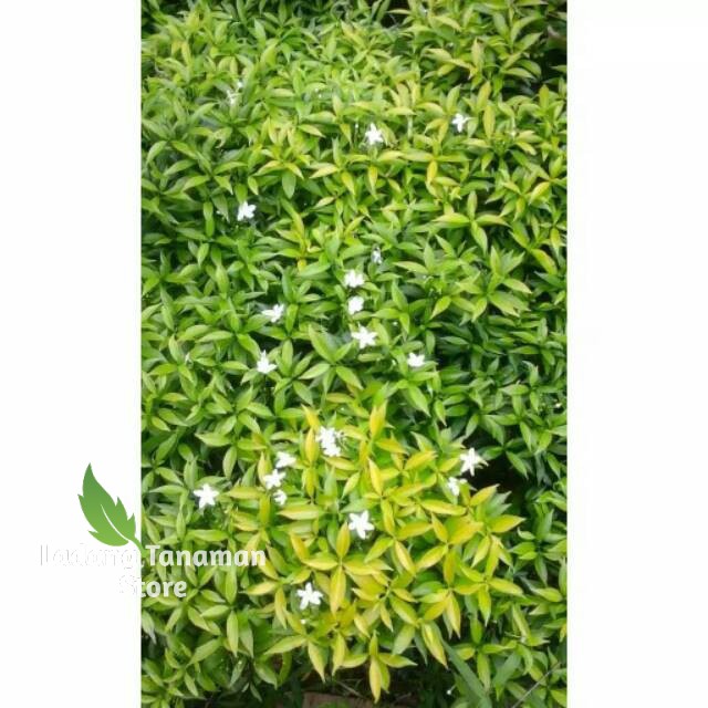 Jual Tanaman hias perdu rembosa mini golden rombusa | Shopee Indonesia