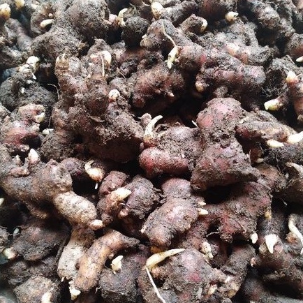 Jual Bibit benih jahe merah super ( 10 -20 ) Gram/PCS | Shopee Indonesia