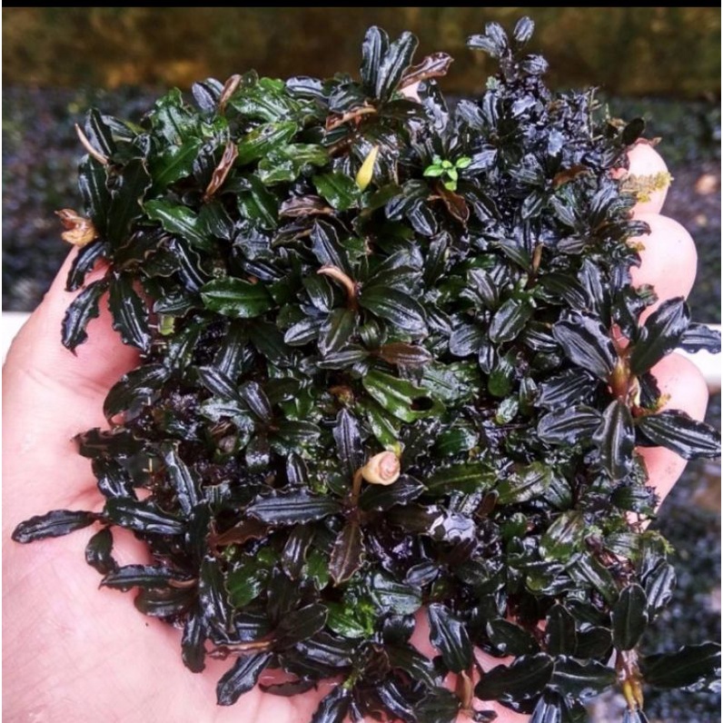 Jual Tanaman Aquascape Bucephalandra mini phantom media ram stainless ...