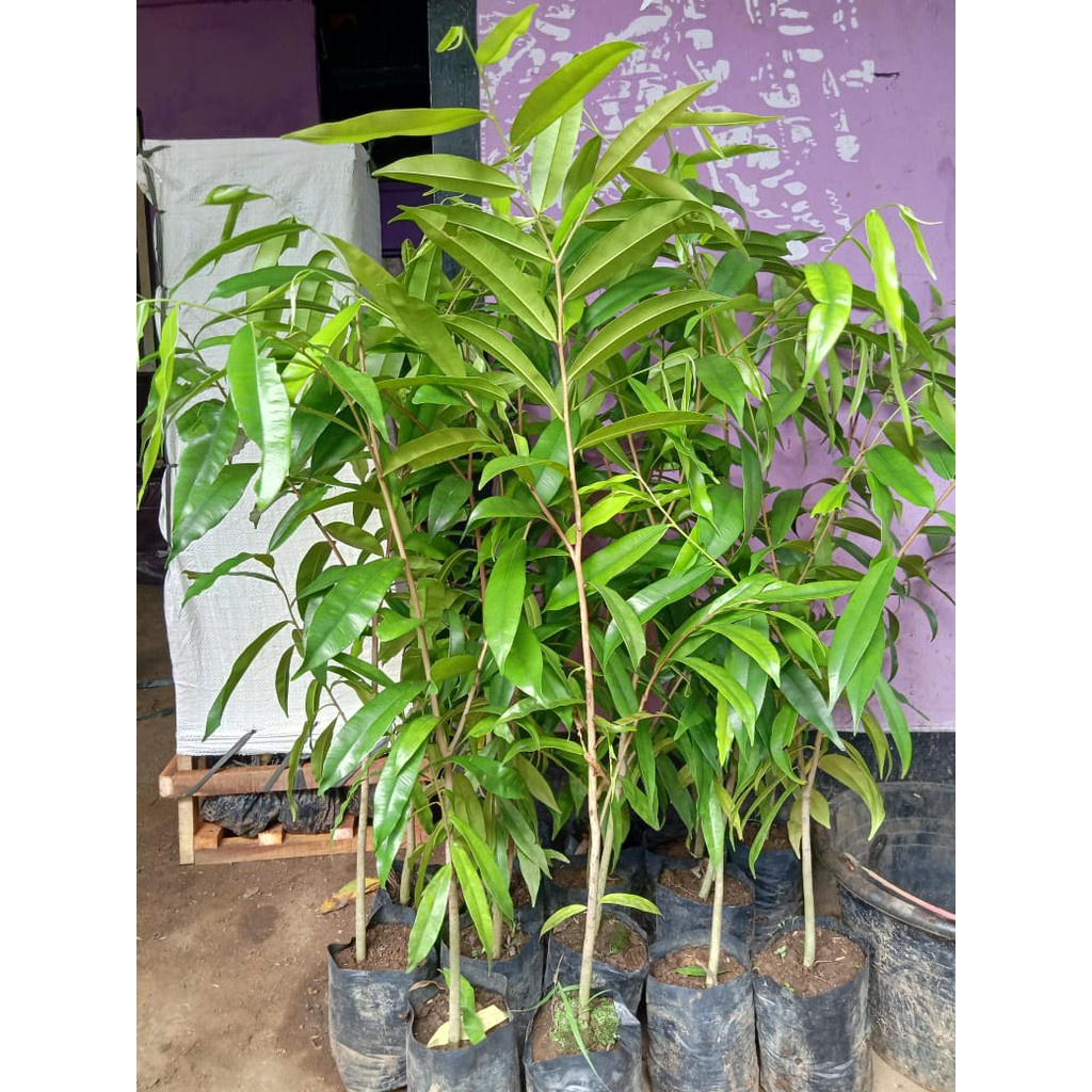 Jual Jual Bibit Tanaman Kayu Gaharu Grynops Harga Murah | Shopee Indonesia