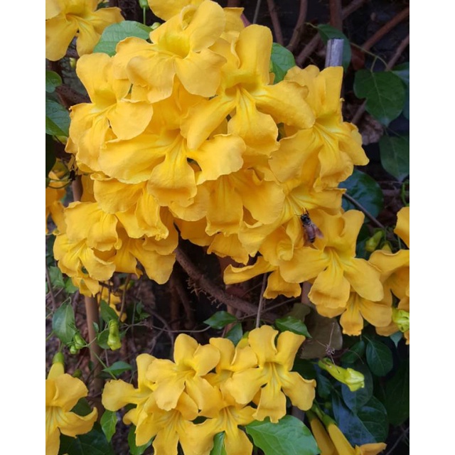 Jual Bibit tanaman rambat bunga wangi cat's claw vine (Dolichandra ...