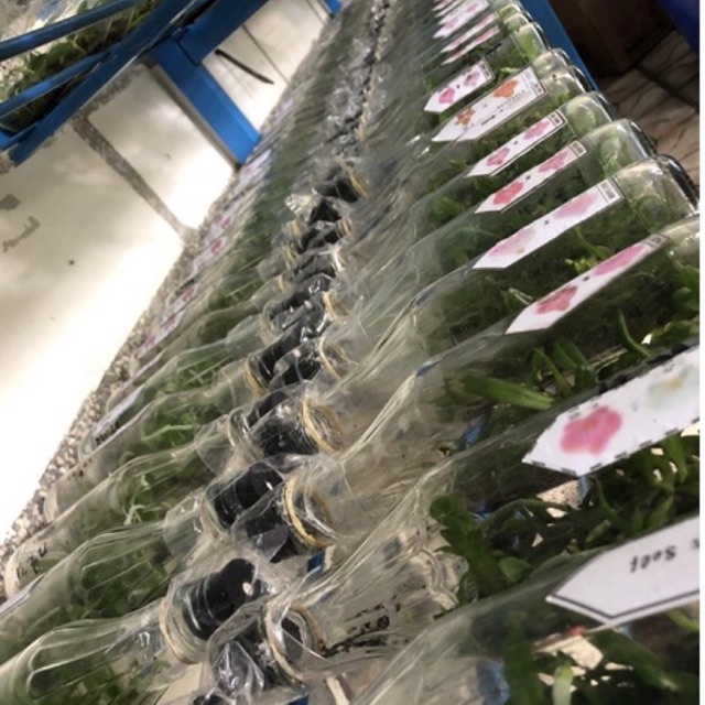 Jual Benih anggrek bulan botol | anggrek bulan botolan | anggrek dendro ...