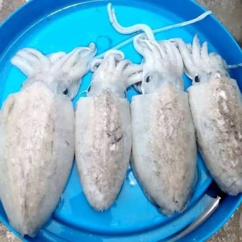 Jual Cumi sotong segar fresh - 1 kilogram | Shopee Indonesia