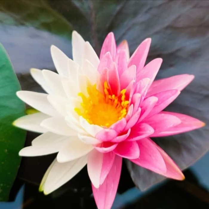 Jual Tanaman Hias Air Aquascape - Bibit Bunga Teratai White Seven ...