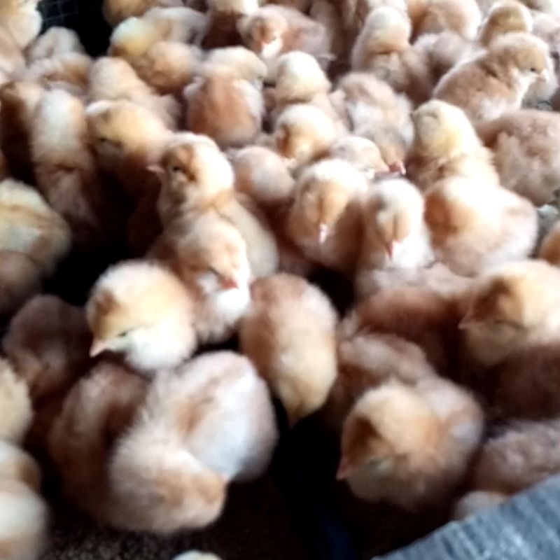 Jual doc ayam telur - ayam petelur - layer - ayam merah | Shopee Indonesia