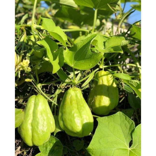 Jual Jual buah labu siam atau lejet segar 1kg | Shopee Indonesia