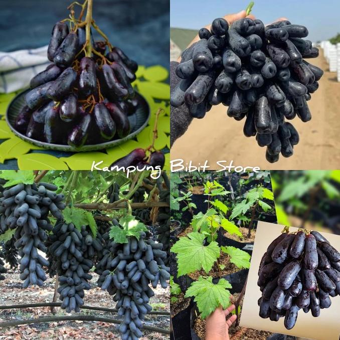 Jual Bibit Anggur Import Moondrop / Sweet Saphire Grafting / Tanaman ... Jual Bibit Anggur Import Moondrop / Sweet Saphire Grafting / Tanaman ...