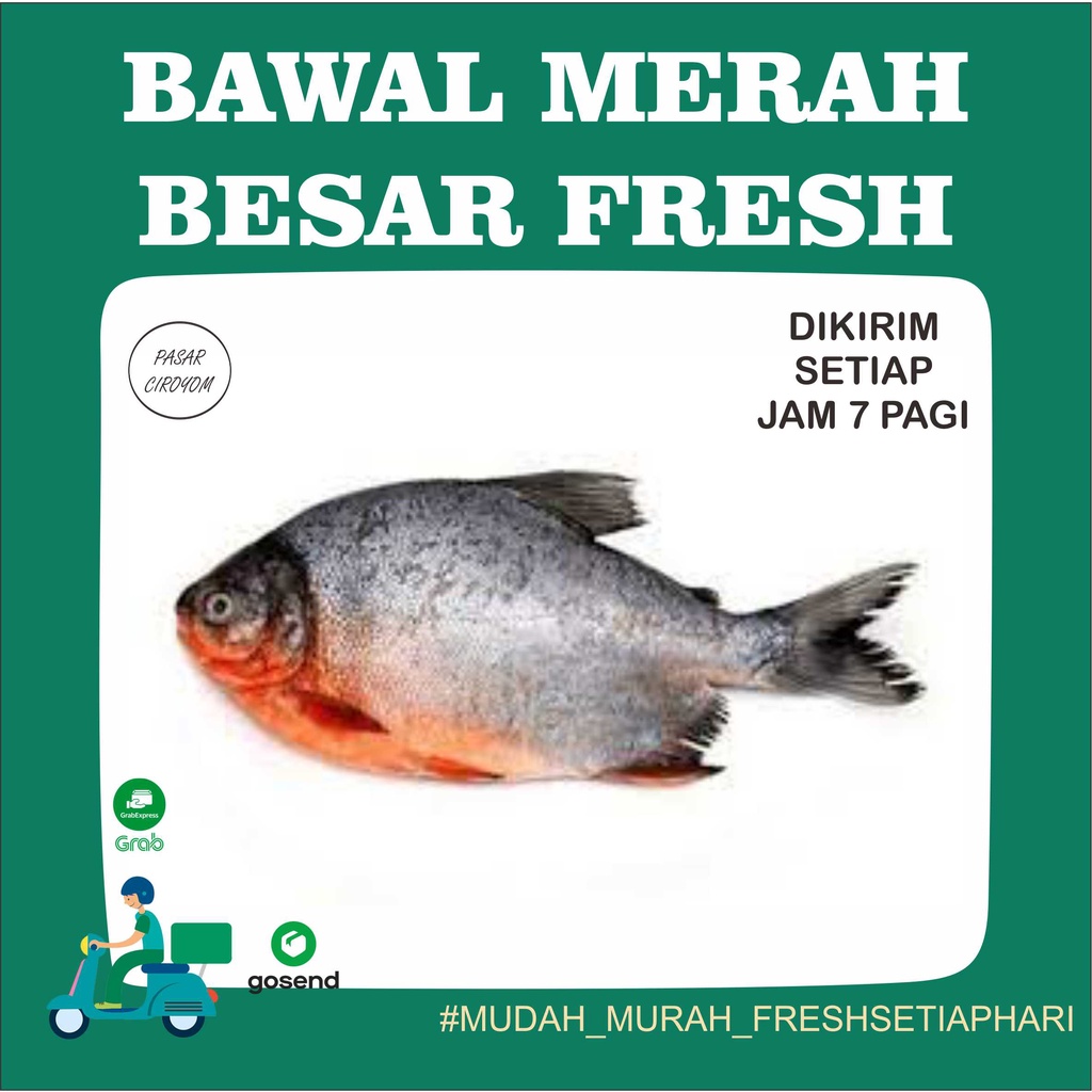 Jual IKAN BAWAL MERAH FRESH MURAH BANDUNG 500g / SEAFOOD | Shopee Indonesia