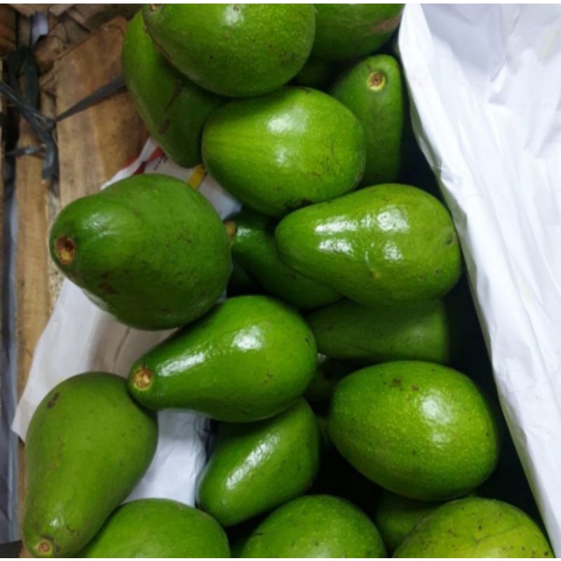 Jual Alpukat Mentega Lampung Premium 1Kg | Shopee Indonesia