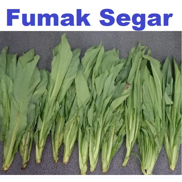 Jual TERMURAH 1kg Sayur Fumak Kumek Kumak Segar Setiap Hari Baru Fresh ...