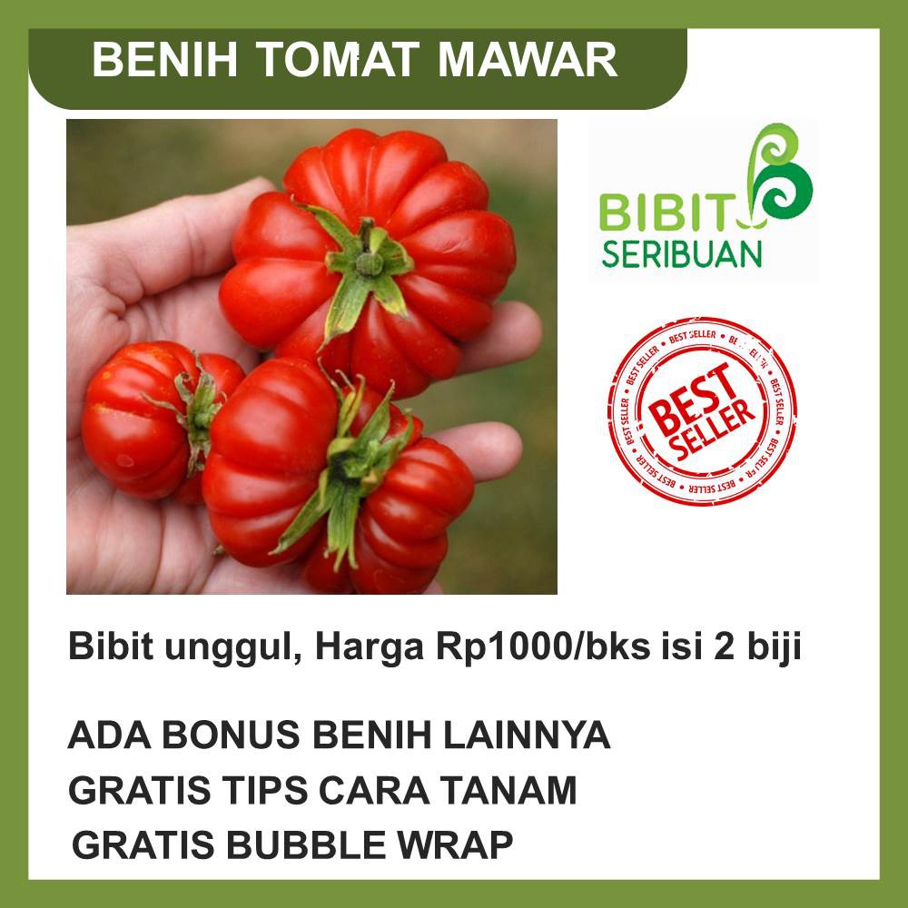 Jual BENIH TOMAT MAWAR | Shopee Indonesia
