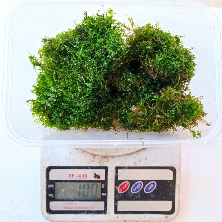 Jual Moss Ricardia Mini Pelia Porsi 100gr - Lumut Tanaman Aquascape ...