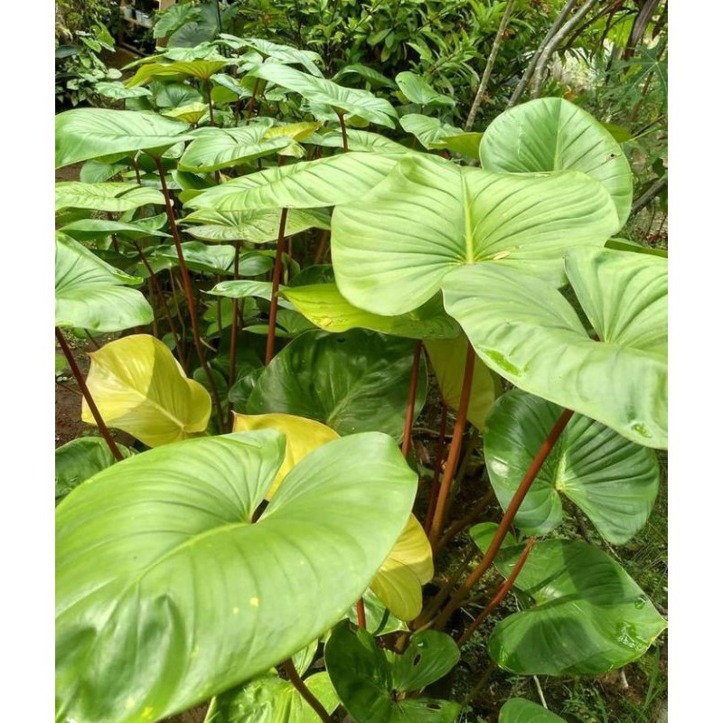 Jual HOMALOMENA/BIBIT DAUN TALAS/KELADI/LUMBU LOKAL/BIBIT TANAMAN HIAS ...