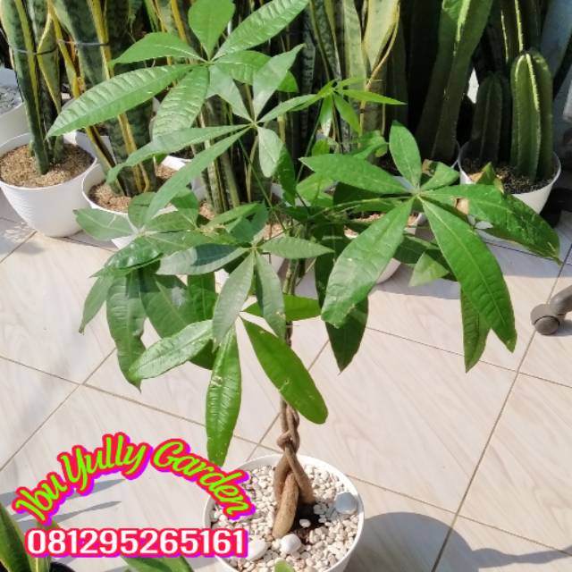 Jual Tanaman Money Tree Pachira Kepang Hoki Feng Shui Lengkap Pot ...