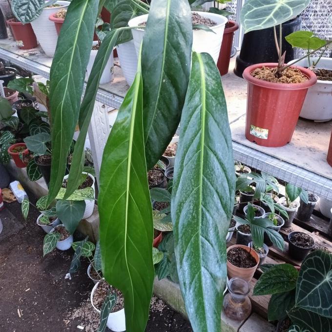 Jual @=@=@=@=] Anthurium Pendulifolium Rare plant mature daun panjang ...