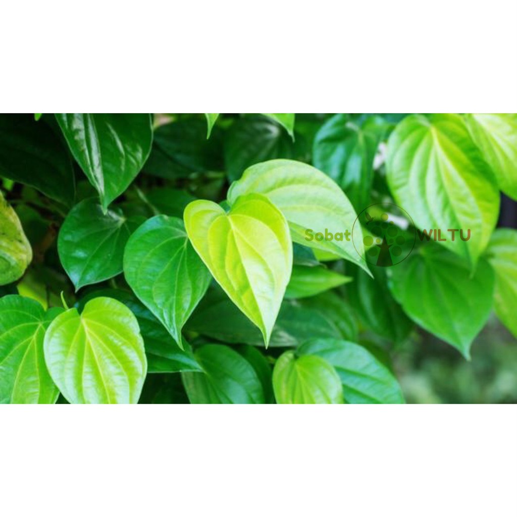 Jual Tanaman Obat Sirih Hijau - Daun sirih hijau | Shopee Indonesia