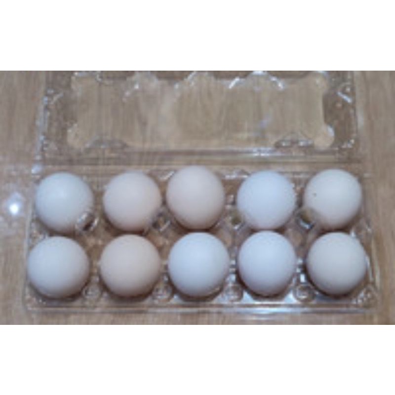 Jual telur ayam kampung omega 1 pack ( isi 10) | Shopee Indonesia