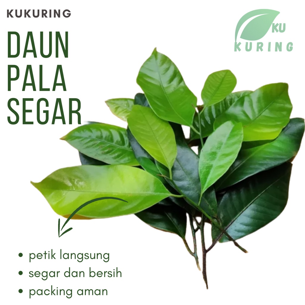 Jual KUKURING Daun Pala Segar 500 Gram - Herbal daun pala murah ...