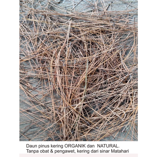 Jual Daun Cemara Pinus Kering - Organik Natural - Untuk Seserahan Atau ...