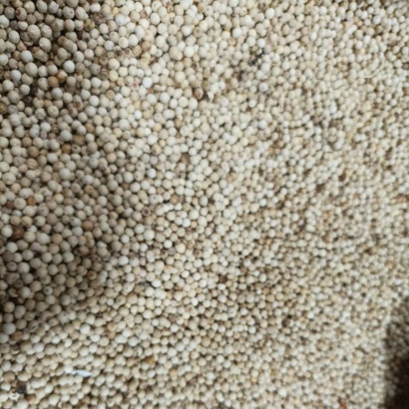 Jual LADA BULAT/MERICA PUTIH BULAT | Shopee Indonesia