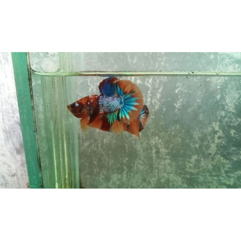 Jual IKAN CUPANG (Candy/Multi/Nemo) | Shopee Indonesia