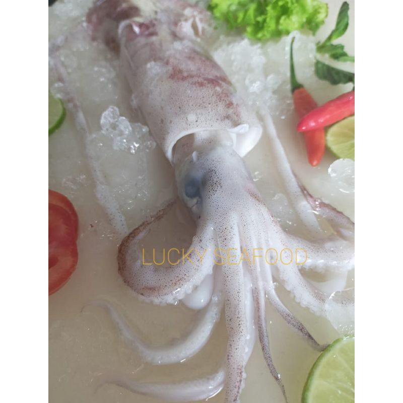 Jual Cumi fresh | Shopee Indonesia