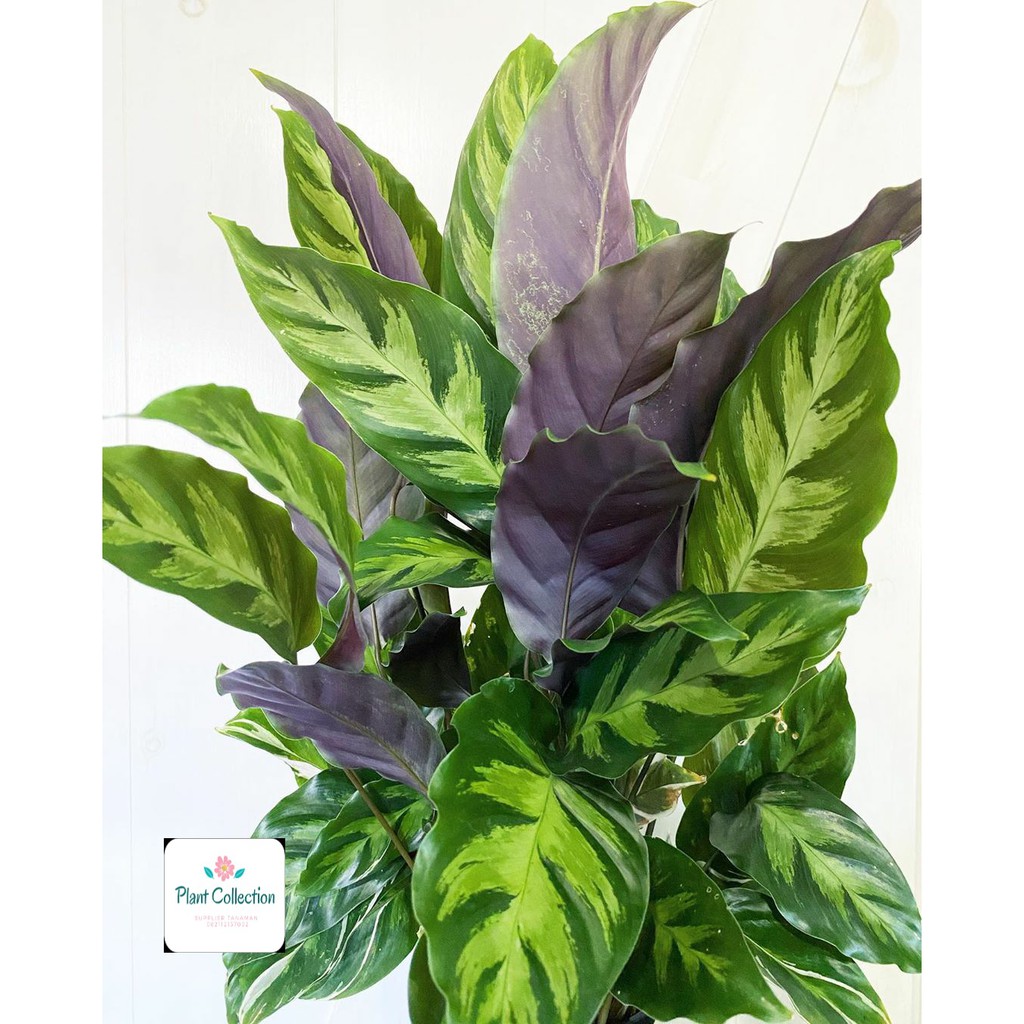 Jual TANAMAN HIAS CALATHEA MISTO | Shopee Indonesia