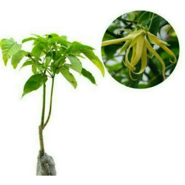 Jual Bibit Bunga Kenanga Kuning terlaris | Shopee Indonesia