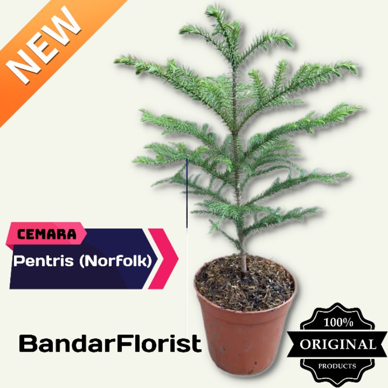 Jual Cemara Pentris Norfolk -Tanaman hias hidup Cemara | Shopee Indonesia