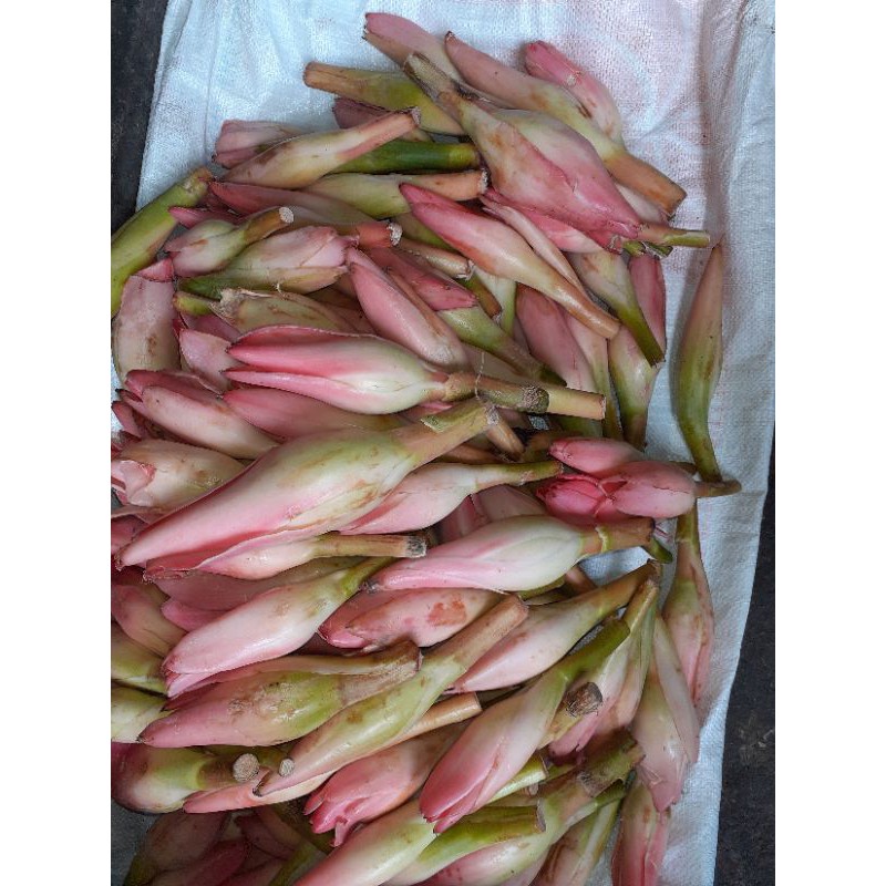 Jual BUNGA RIAS / KINCUNG / COMBRANG / KECOMBRANG / SIRIAS / BUMBU KHAS ...