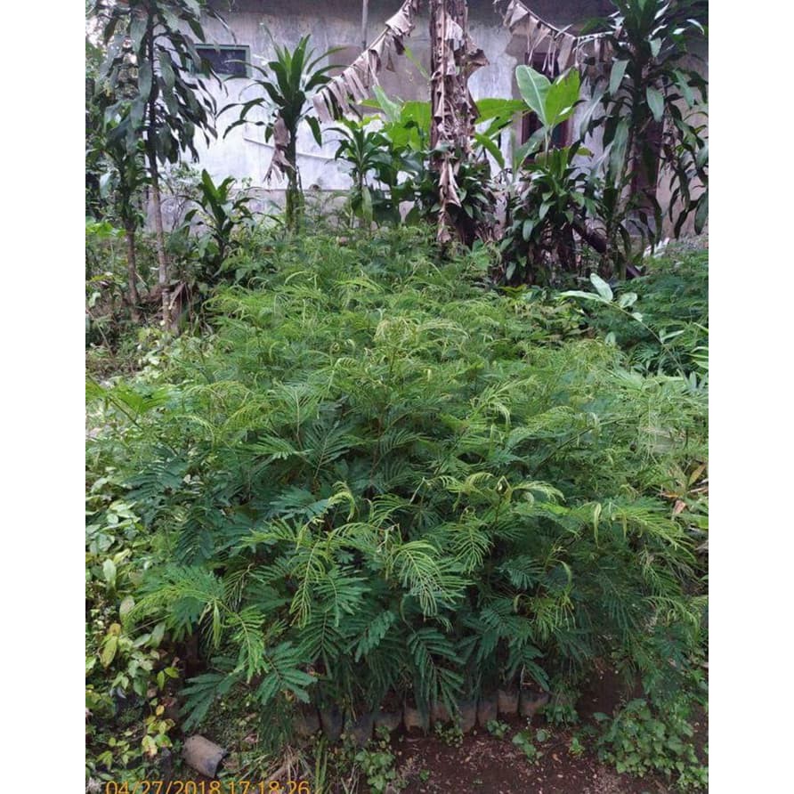 Jual Jual Bibit Pohon Kaliandra Merah Banyak Manfaat Murah | Shopee ...