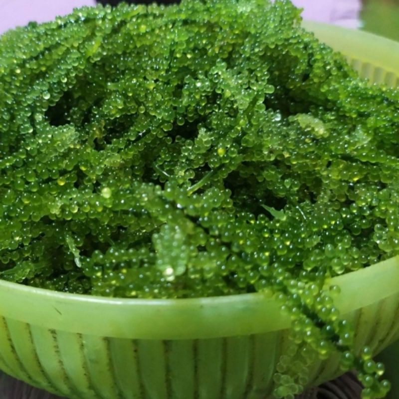 Jual Anggur Laut Segar / Fresh Sea Grapes | Shopee Indonesia