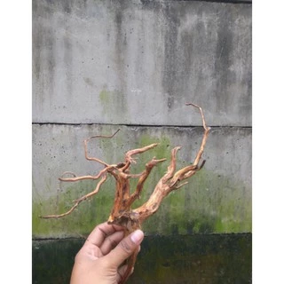 Jual akar rasamala aquascape Harga Terbaik & Termurah Juni 2024 ...