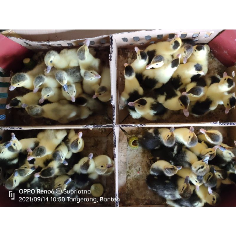 Jual DOE anak entog. (pengiriman khusus menggunakan Grab/Go-Jek/Shopee ...