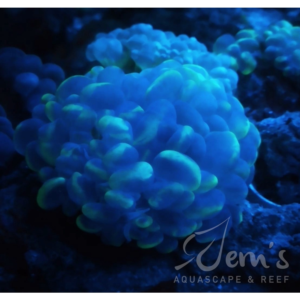 Jual Karang Cendol Mata Kucing (Cat Eye Bubble Coral) | Shopee Indonesia