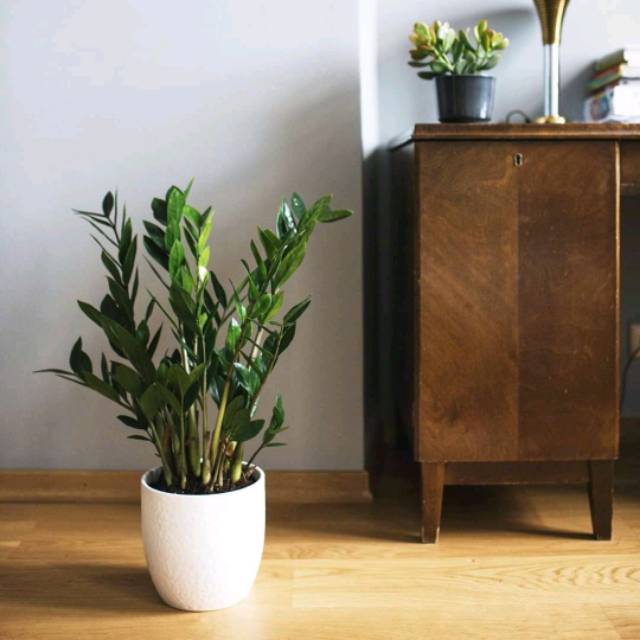 Jual TANAMAN HIAS ZAMIOCULCAS // ZAMIFOLIA // DOLAR ZAMIA | Shopee ...