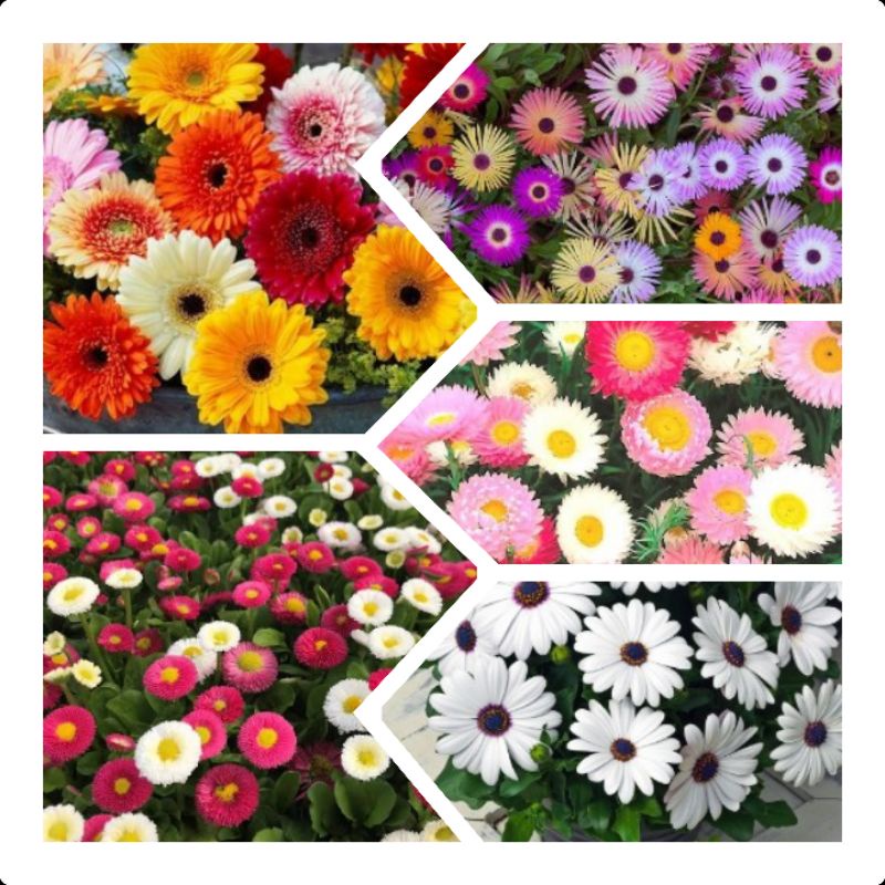 Jual Amefurashi Paket Hemat 5 Jenis Benih Bunga Daisy Mix Color ...