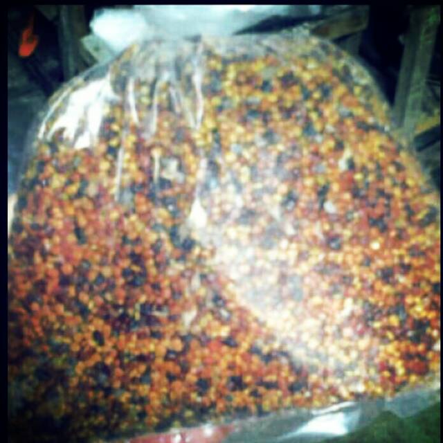 Jual Kacangan CM( LCC CM) | Shopee Indonesia