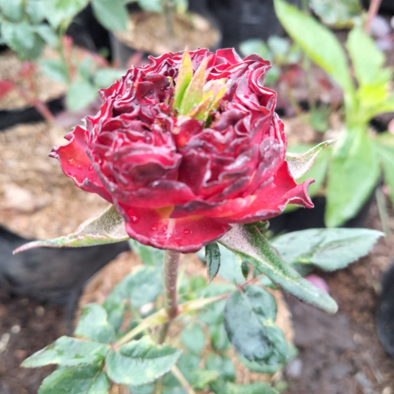 Jual Mawar Unik limited edition | Shopee Indonesia