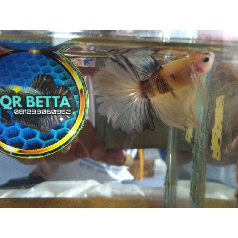 Jual Halfmoon yellow copper (HM yellow copper) | Shopee Indonesia