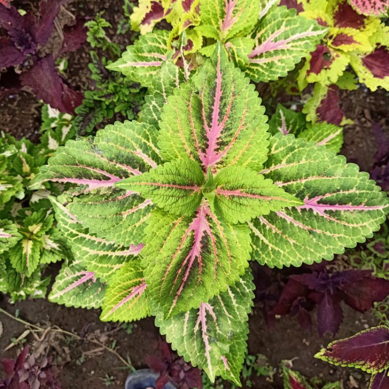 Jual tanaman hias miana stek batang 1 jenis/bunga caleus/iler/jawe ...