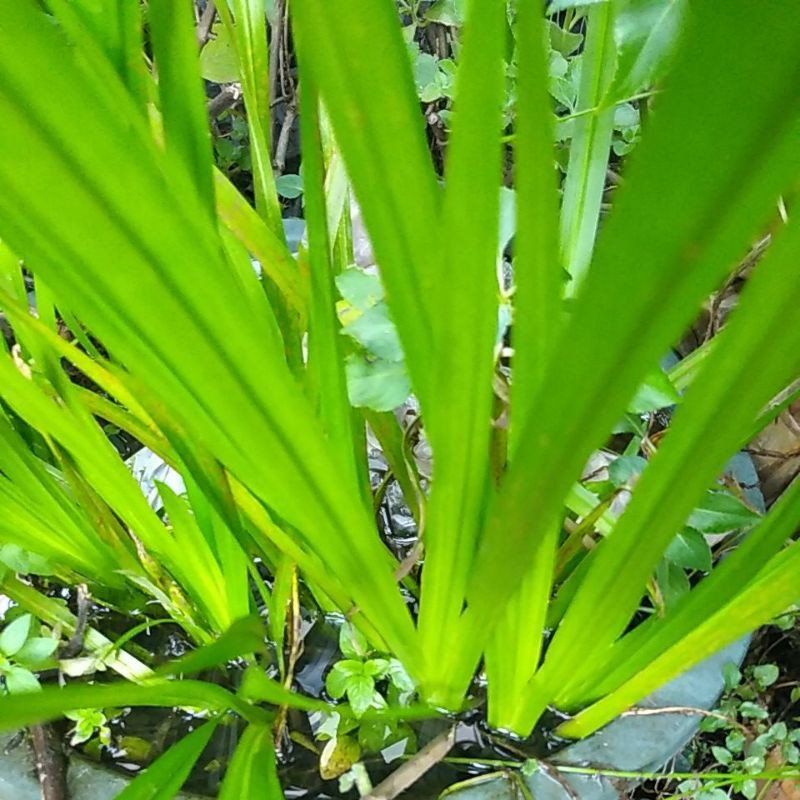 Jual Jaringao Jeringau tanaman Obat minim order 2 pohon @ | Shopee ...