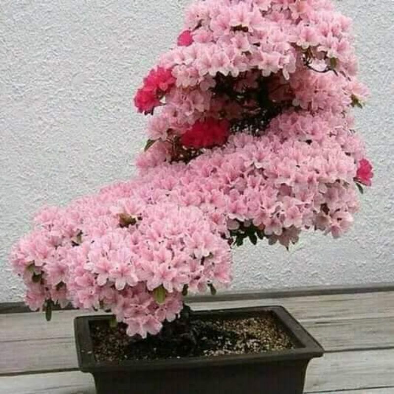 Jual Bibit Bunga Sakura Mini Bonsai Hasil Indukan Import Siap berbunga ...