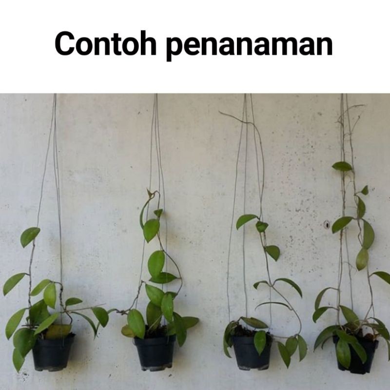 Jual Anggrek Hoya Putih dan Pink | Shopee Indonesia