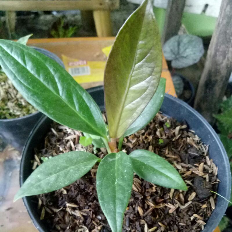 Jual anturium jemani black | Shopee Indonesia