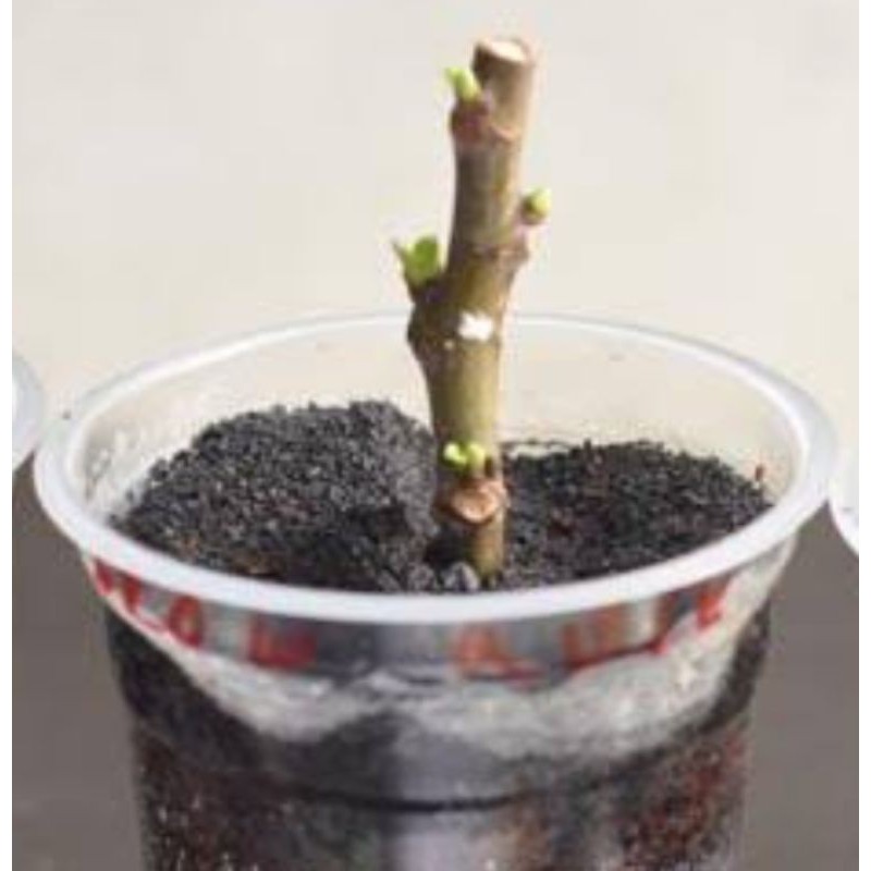 Jual stek batang murbei 10 batang jenis jumbo | Shopee Indonesia