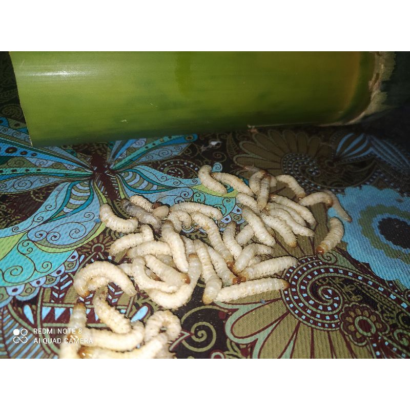 Jual Cangkilung / Ulat bambu 35 ekor | Shopee Indonesia